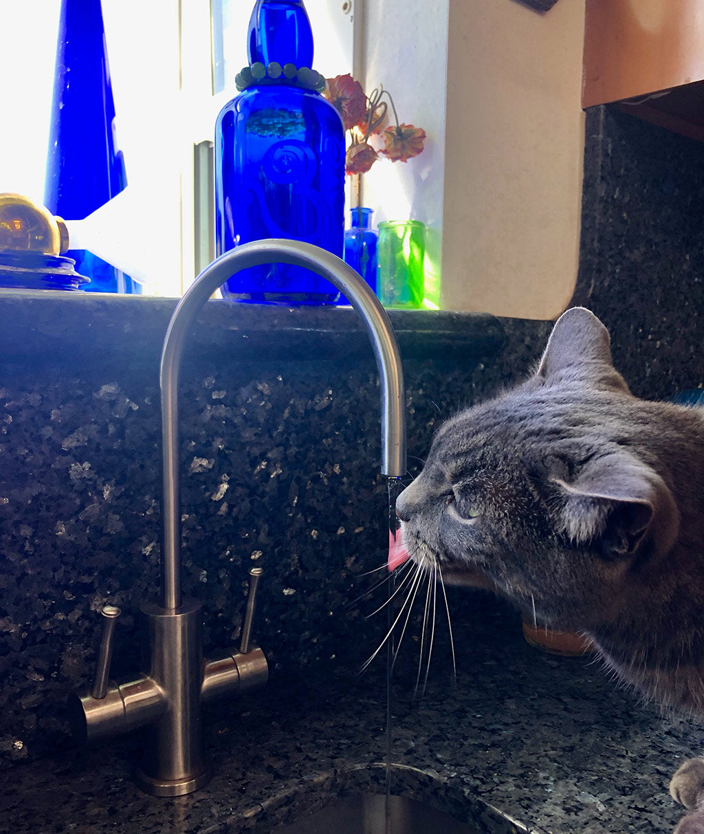 SpringAqua ~ Our FAVORITE home system! (Purchase Offsite) – Blue Bottle ...